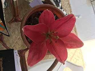 Amazon.com : Asiatic Lily Bulbs - Starlette - 5 Bulbs - Red/Orange ...