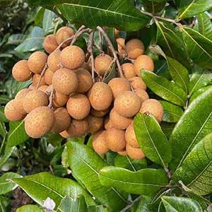 ALL TIME Rare Dwarf Dimocarpus longan, Longan Fruit Plant 1 Healthy Live Plant Pack of 1 ...