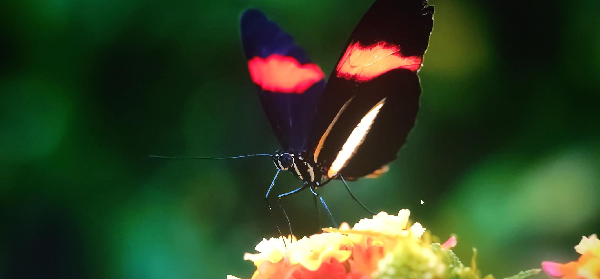 MSI PRO MP273U 27 Inch 4K UHD Office Monitor - 3840 x 2160 IPS Panel ...