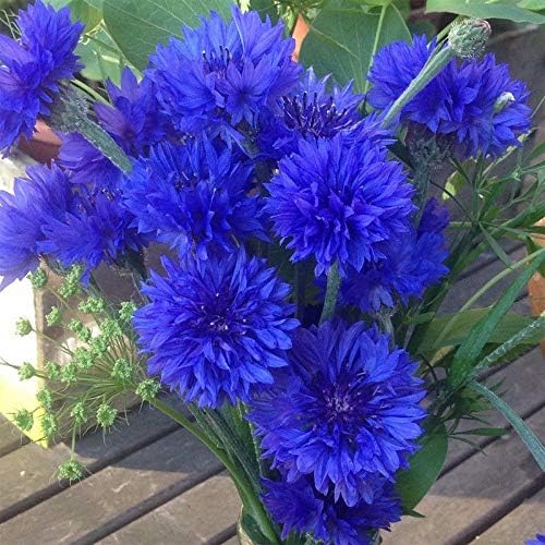 Cornflower Tall Double Ball Blue 1100 Seeds : Amazon.co.uk: Garden
