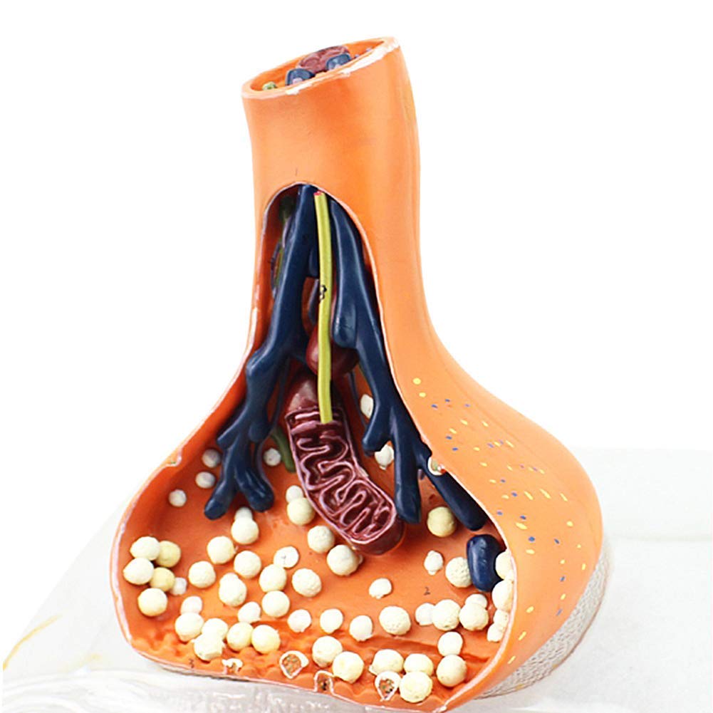 Buy Learning props Human Nerve Synapse Model, The Magnified Structure ...