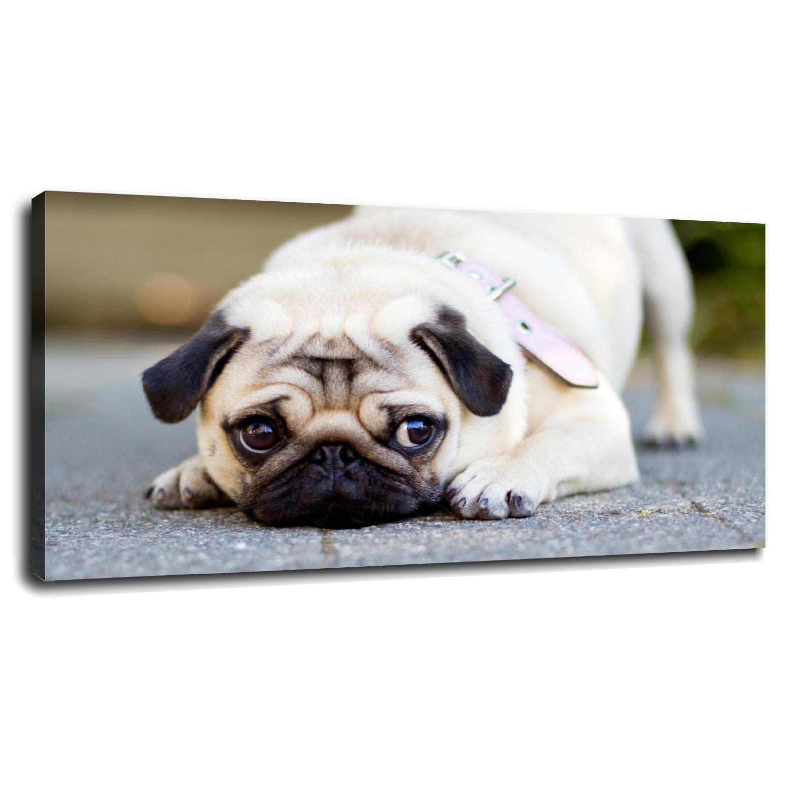 Cute Sad Face Animal