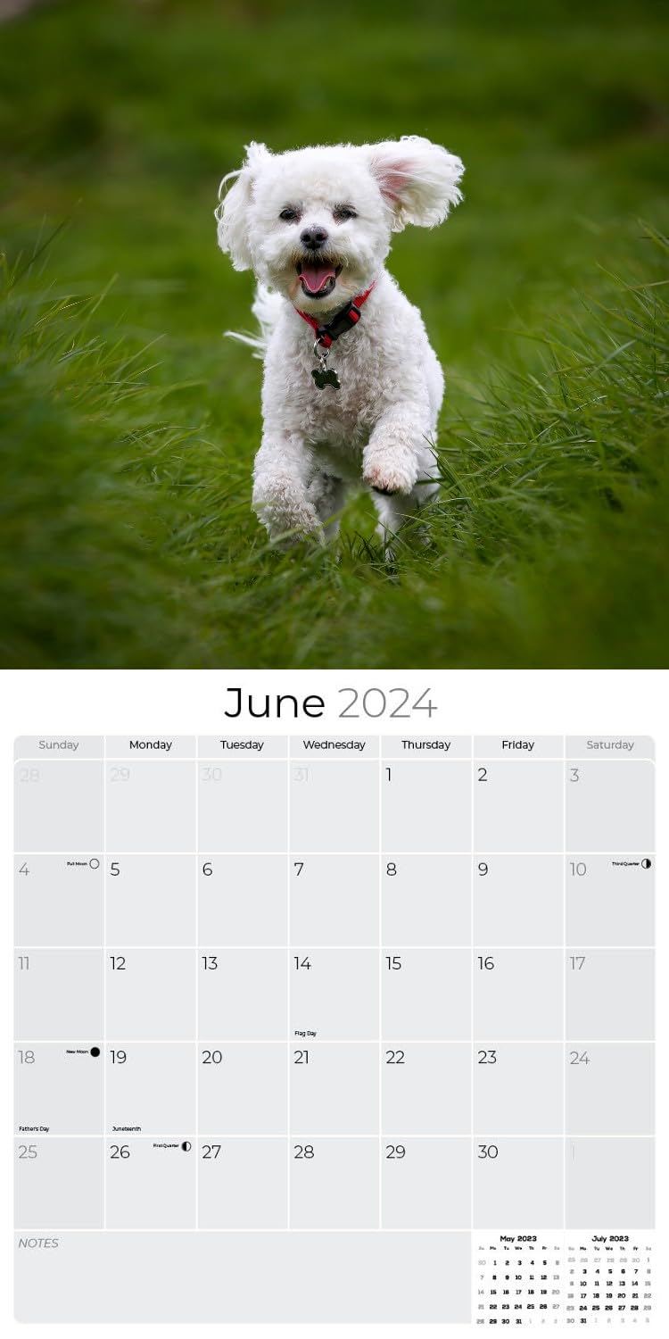 Snapklik.com : Bichon Frise Calendar 2024 - Dog Breed Wall Calendar