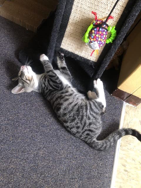 Bitty Bite Bug Rattle : Amazon.com.au: Everything Else