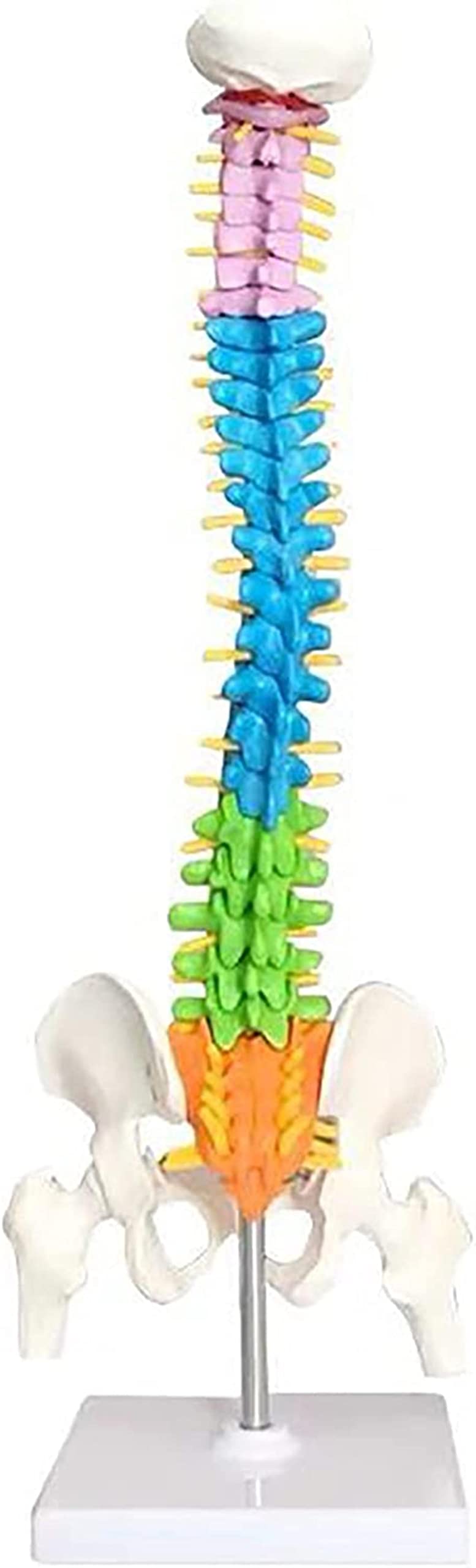 Buy Spine Model, 18" Color Human Spine Model, With Stand, Cervical ...