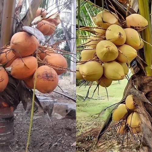 Combo MYLA Organics Coconut Tree Plant,Orange and Malayan Yellow Tree ...