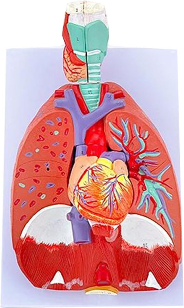 Amazon.com: Thereisno Human Anatomical Lung Model for Disease Study ...