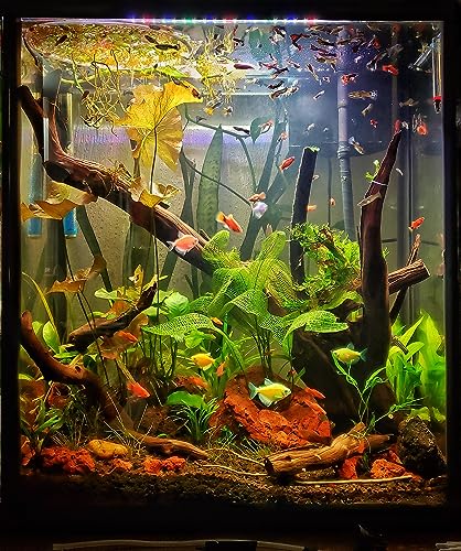 Jump into the Big League with These Top 10 Large Community Fish: A ...