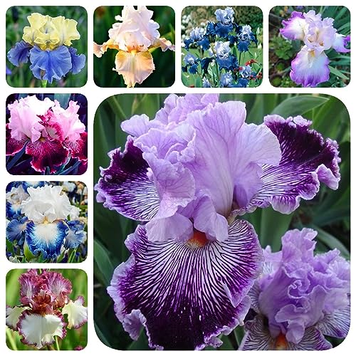 Bulbi Iris → Classifica dei Più Venduti Online nel 2025