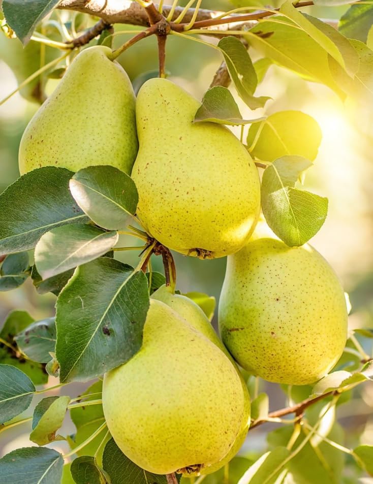 Amazon.com : 35+Common Pear Tree Fruit Seeds for Planting Outdoor-Non ...