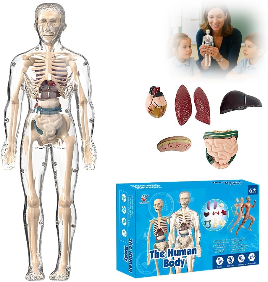 Amazon.com: Clear Human Body Structure Model, 2025 New Removable 3D ...