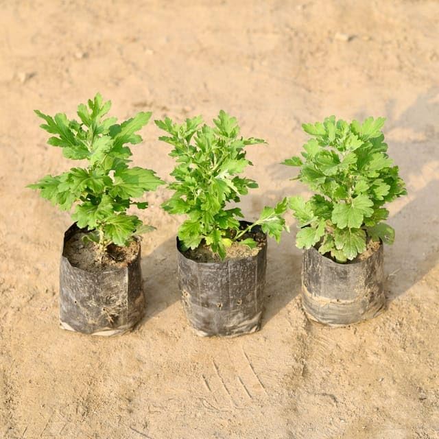 Set of 3 - Chrysanthemum/Guldawari sapling (colour) in 4 Inch Flower ...