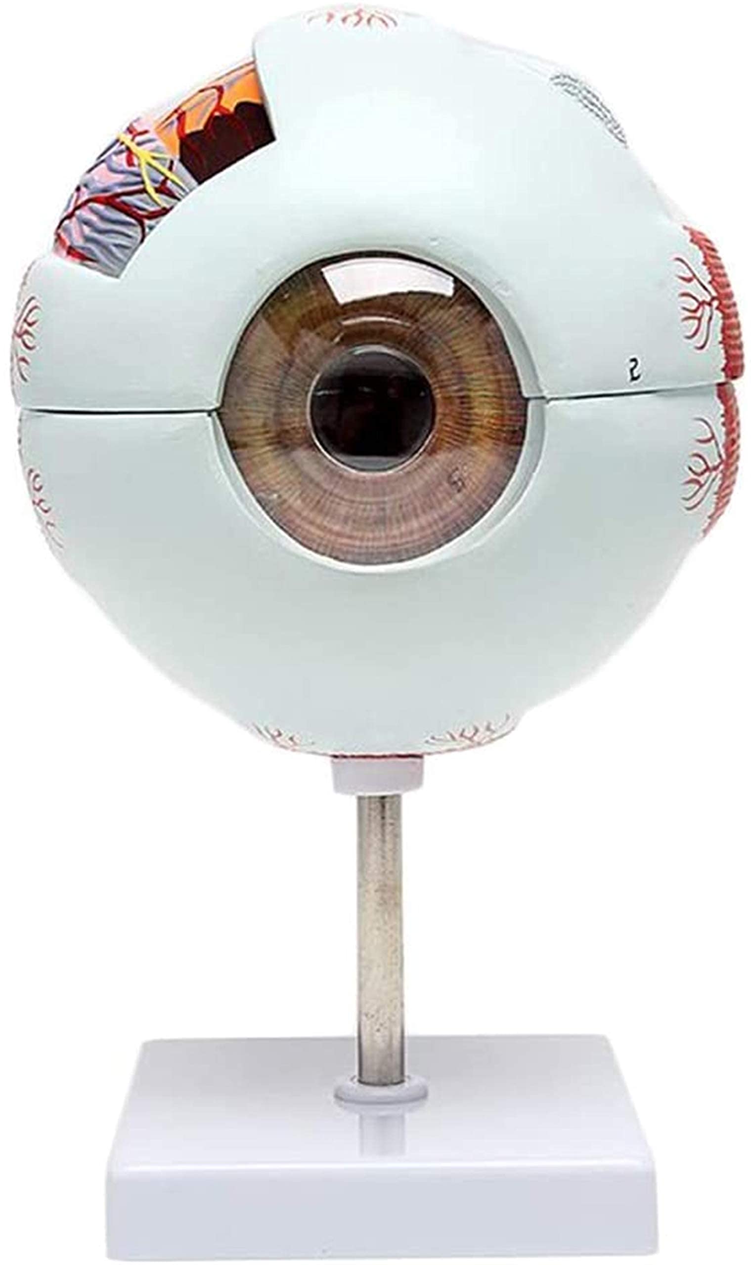 Buy aipipl Study Model Educational Model Human Eye Model 6X d Eyeball ...
