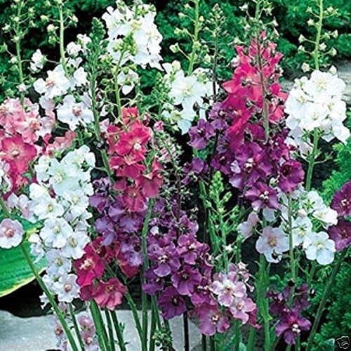 Amazon.com : Verbascum Seeds(mullein Mix) Verbascum Phoeniceum,Violet ...