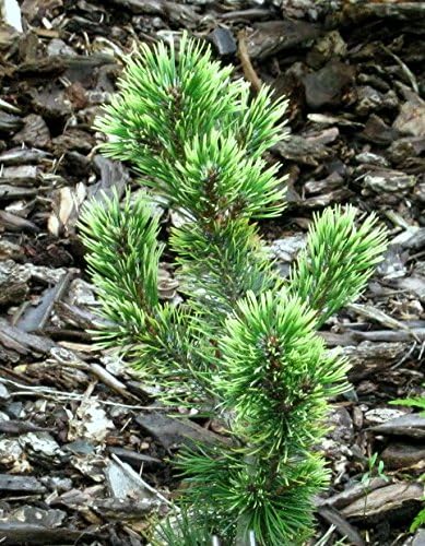 Amazon.com: Yellow Point MUGO Pine - Pinus mugo 'Yellow Point ...