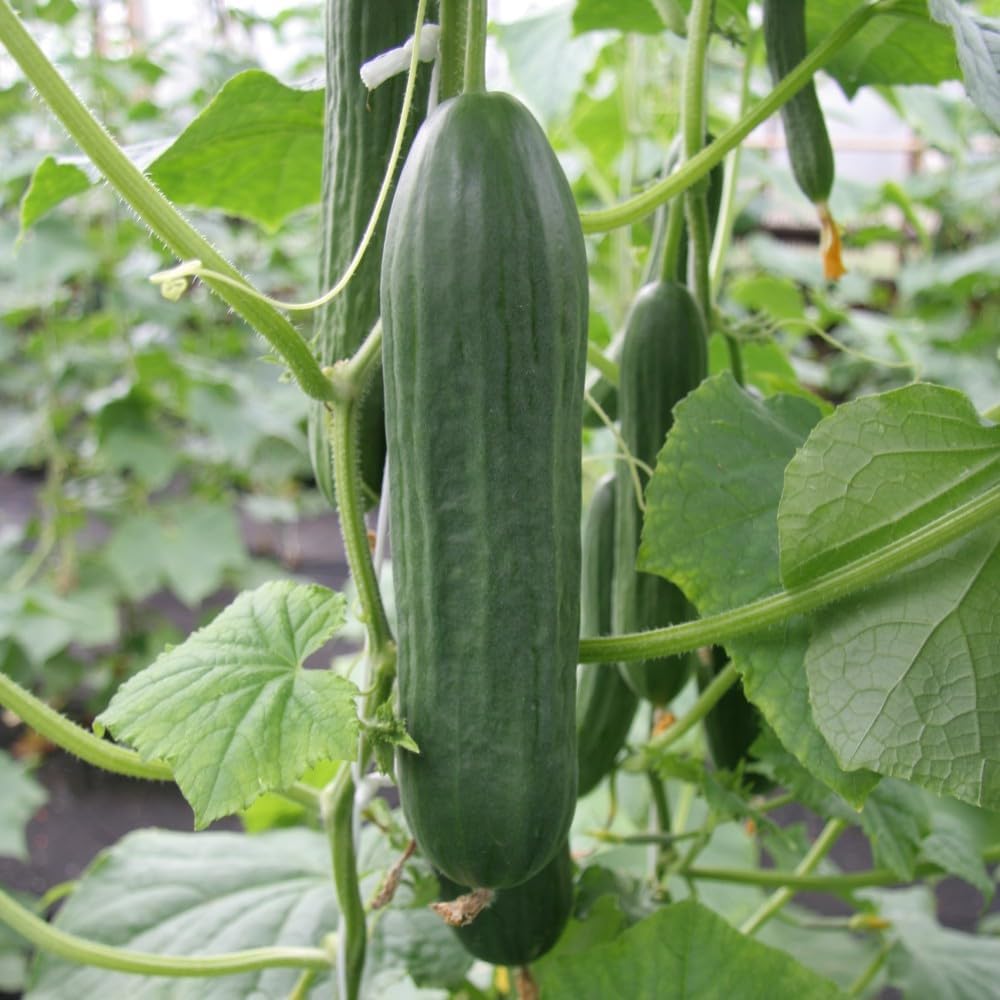 Cucumber 'Emilie' F1 – Disease-Resistant, High-Yield Greenhouse and ...