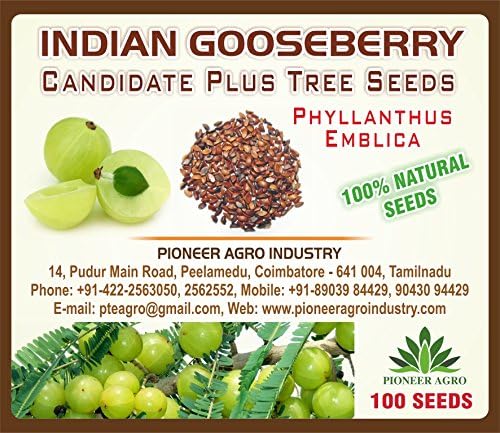 Pioneer Agro Industry Indian Gooseberry Amla, Usiri, Nelli Tree Seed ...