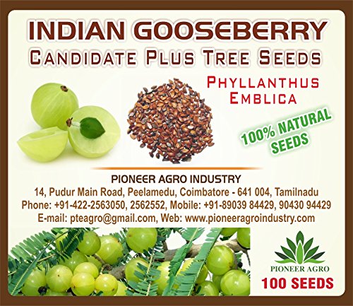 Pioneer Agro Industry Indian Gooseberry Amla, Usiri, Nelli Tree Seed ...
