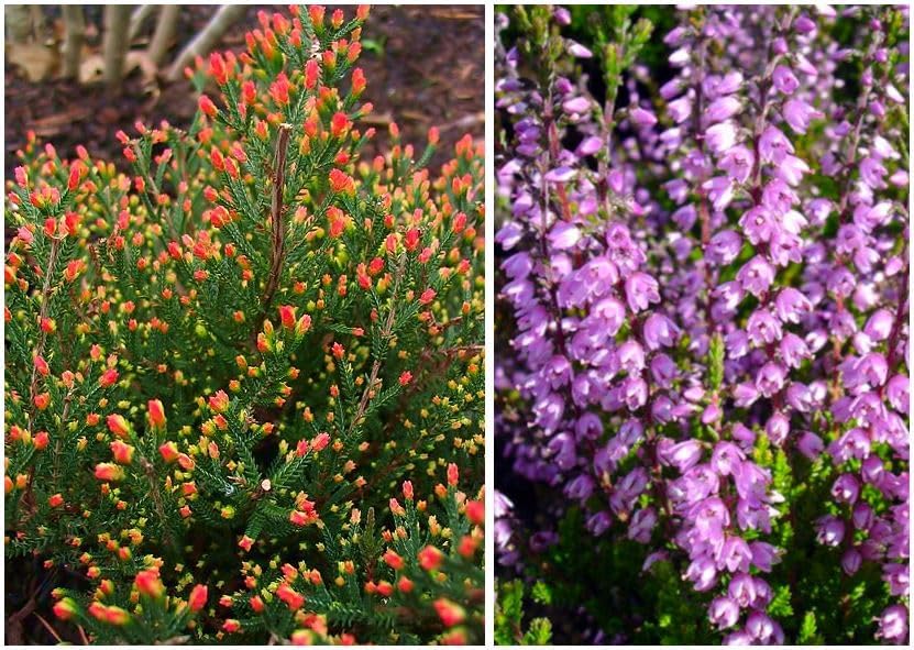 [x4] Scotch Heather Calluna Vulgaris 'Spring Torch' | Multi-Pack | P9 ...