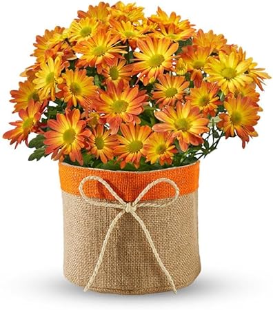 Amazon.com : From You Flowers - Festive Fall Mum Plant for Thanksgiving ...