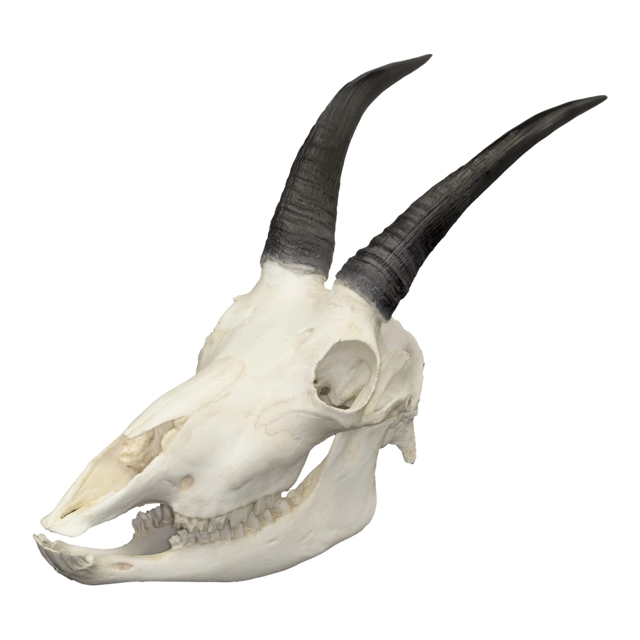 Mountain Goat Skull (Teaching Quality Replica): Animal Anatomical ...