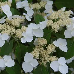 Hydrangea macrophylla 'White Wave' 3 Litre Pot Size : Amazon.it