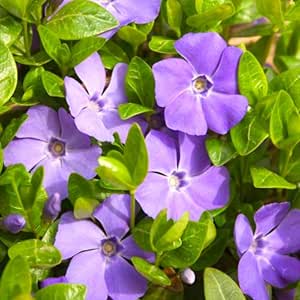 Amazon.com : 4 Vinca Plants Live, Purple Creeping Periwinkle Plants ...