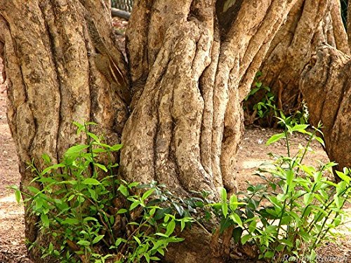 Creative Farmer Tree Seeds : Wrightia Tinctoria -Duhi, Mitaindarjau ...