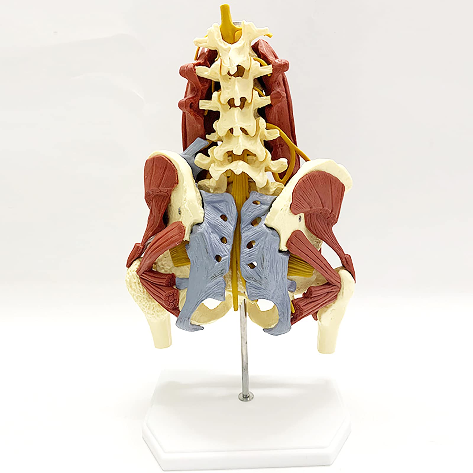 Buy Medical Props Model, 1:1 Lumbar Vertebrae with Vital Muscles Pelvic ...