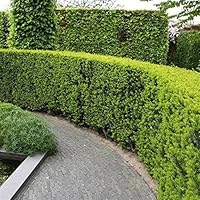Amazon.com : Podocarpus Macrophyllus Japanese Yew - 10 Live Plants - Evergreen Privacy Hedge ...