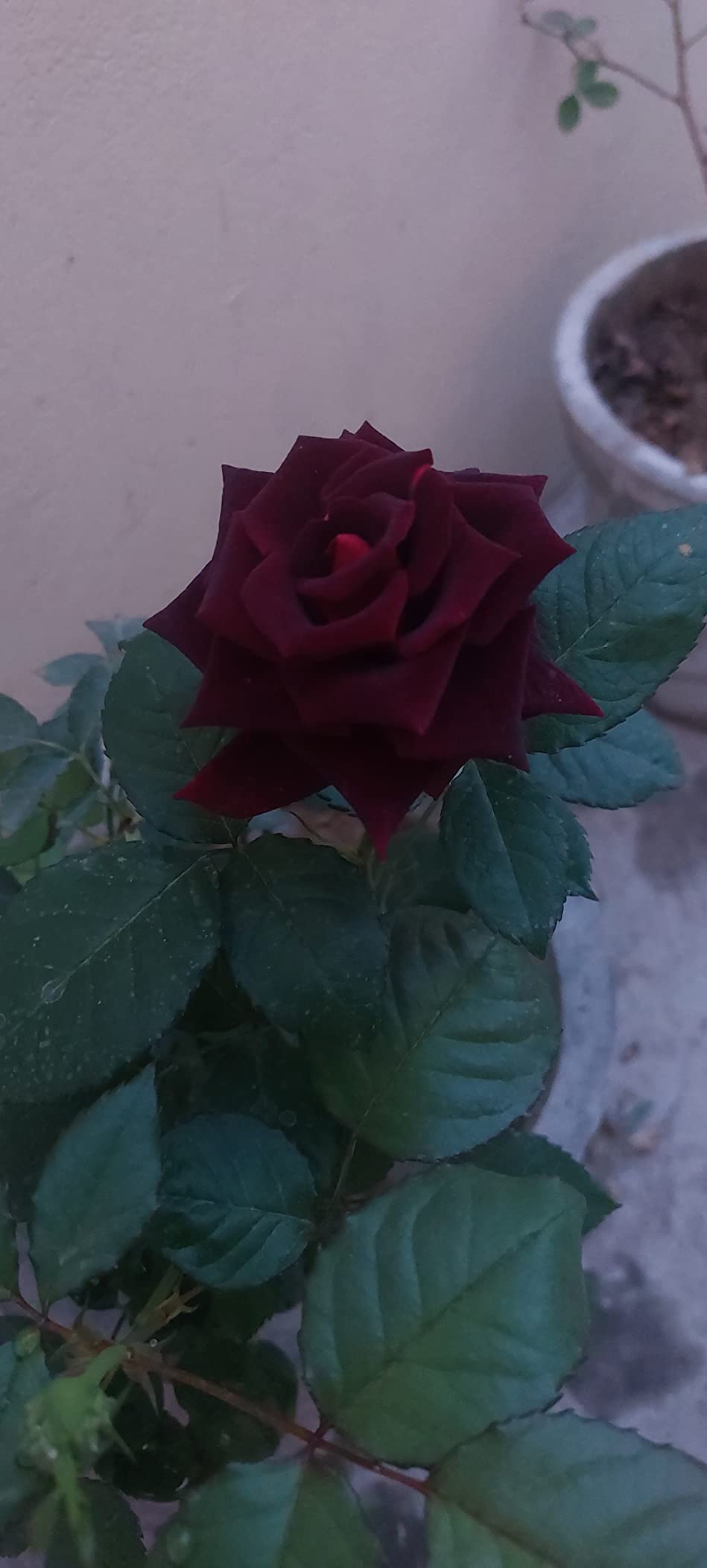 Growleaf Nursary Black Rose Flower Live Plant/Hybrid/Grafred Fresh ...
