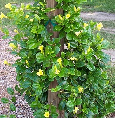Creative Farmer Climber Live Plant Landscaping Rare Yellow Mandevilla ...
