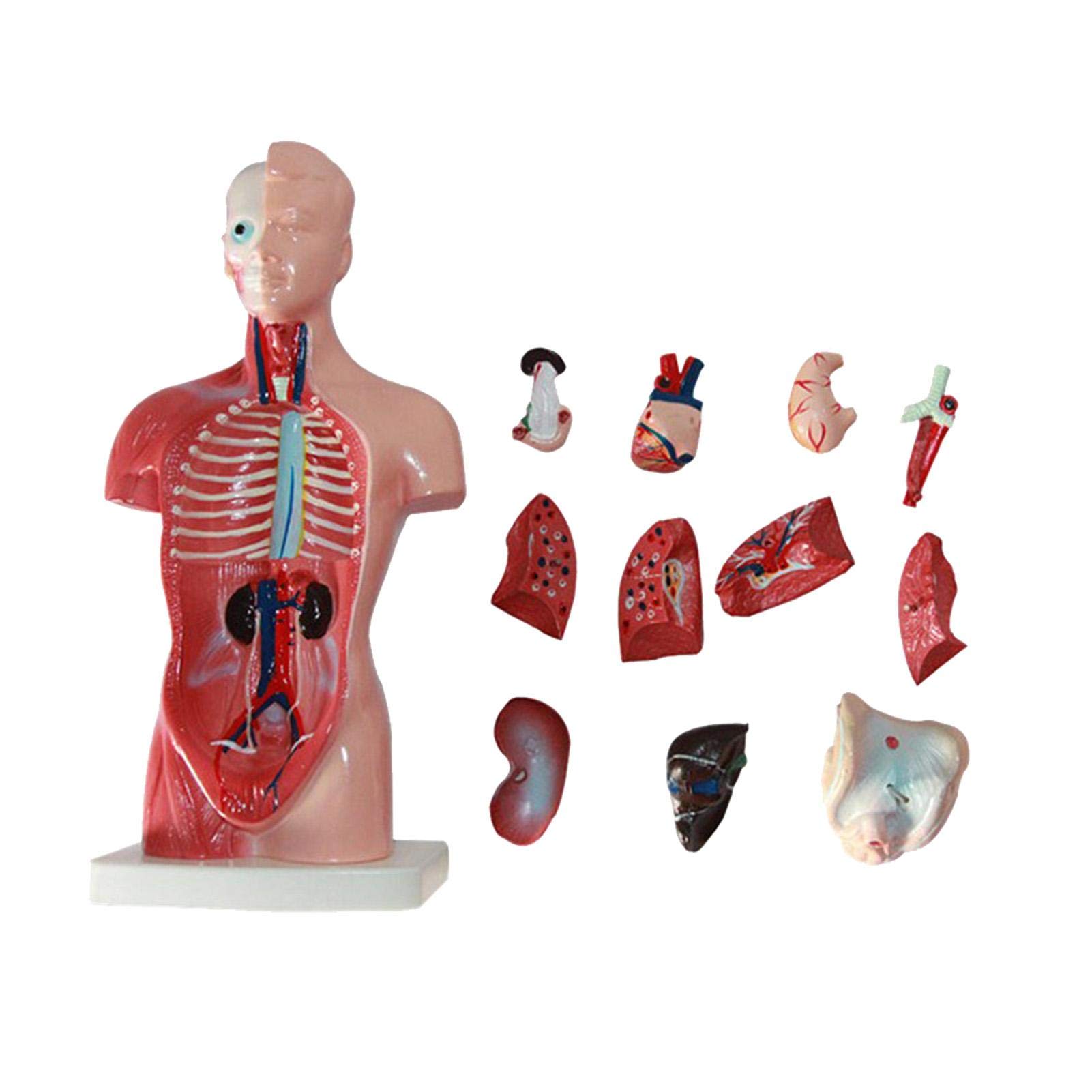 Buy POHOVE Human Body Model for Kids 15 Pcs Removable Anatomical Organs ...
