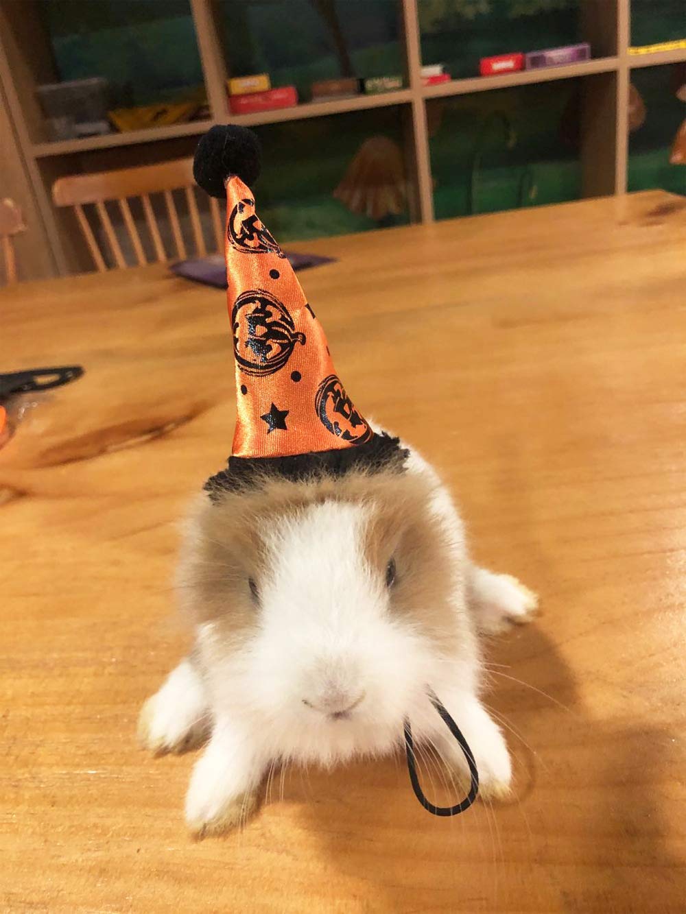 Bunny Wearing Birthday Hat
