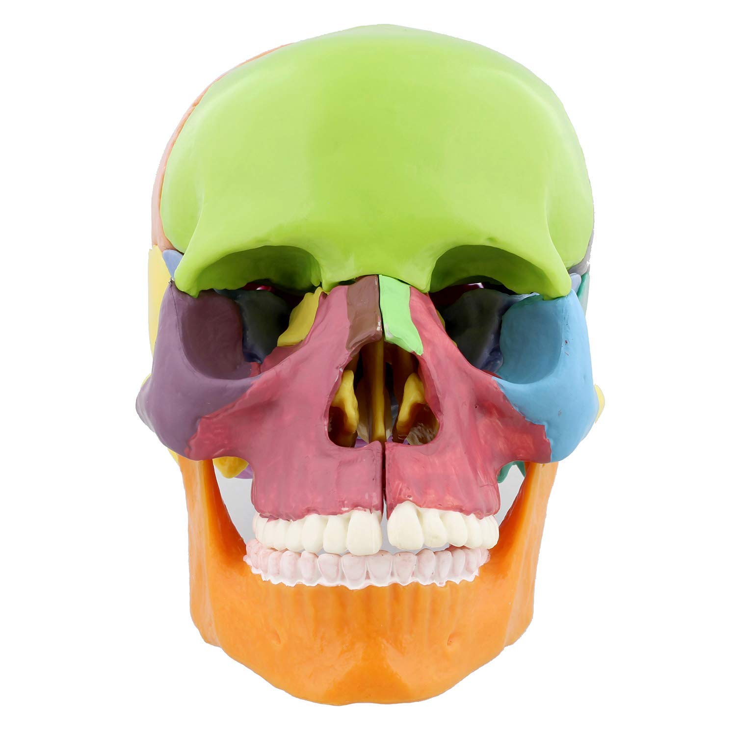 Buy XYSQWZ Anatomical Model Head, Human Skull Model, 4D Anatomy ...
