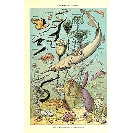 Amazon.com: Prehistoric Sea Monsters Poster 24x36: Prints: Posters & Prints