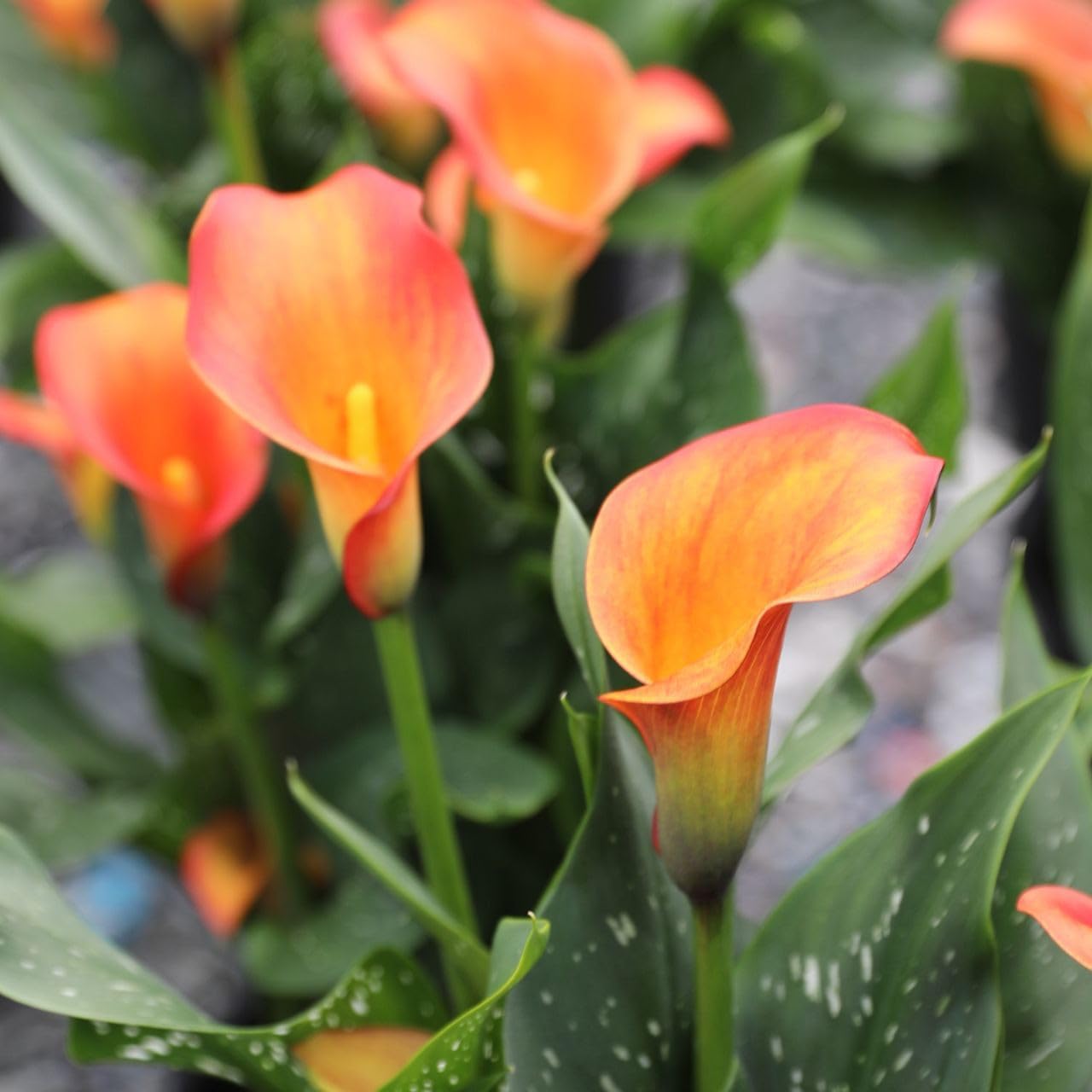 Amazon.com : 2 ASIATIC LILY LANDINI (Bulb/Root/Plant),dependable ...
