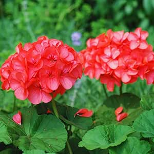 Amazon.com : 2 Geranium Plants Live, 4 Inches Potted, Live Geranium ...