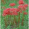 Amazon.com : 5 Bareroot Red Surprise Lily/Resurrection Lily/Naked Lady ...