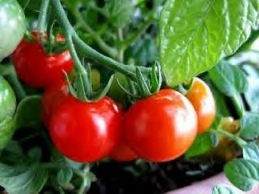 Amazon.com : Mei Wei Tomato Seeds - Bush-Type Chinese Tomatoes.Great ...