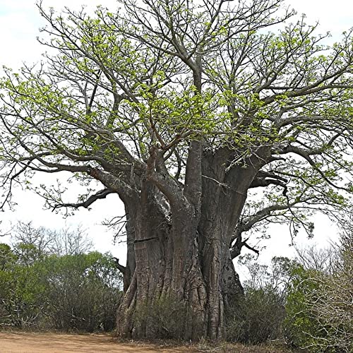 Baobab tree - How to grow & care