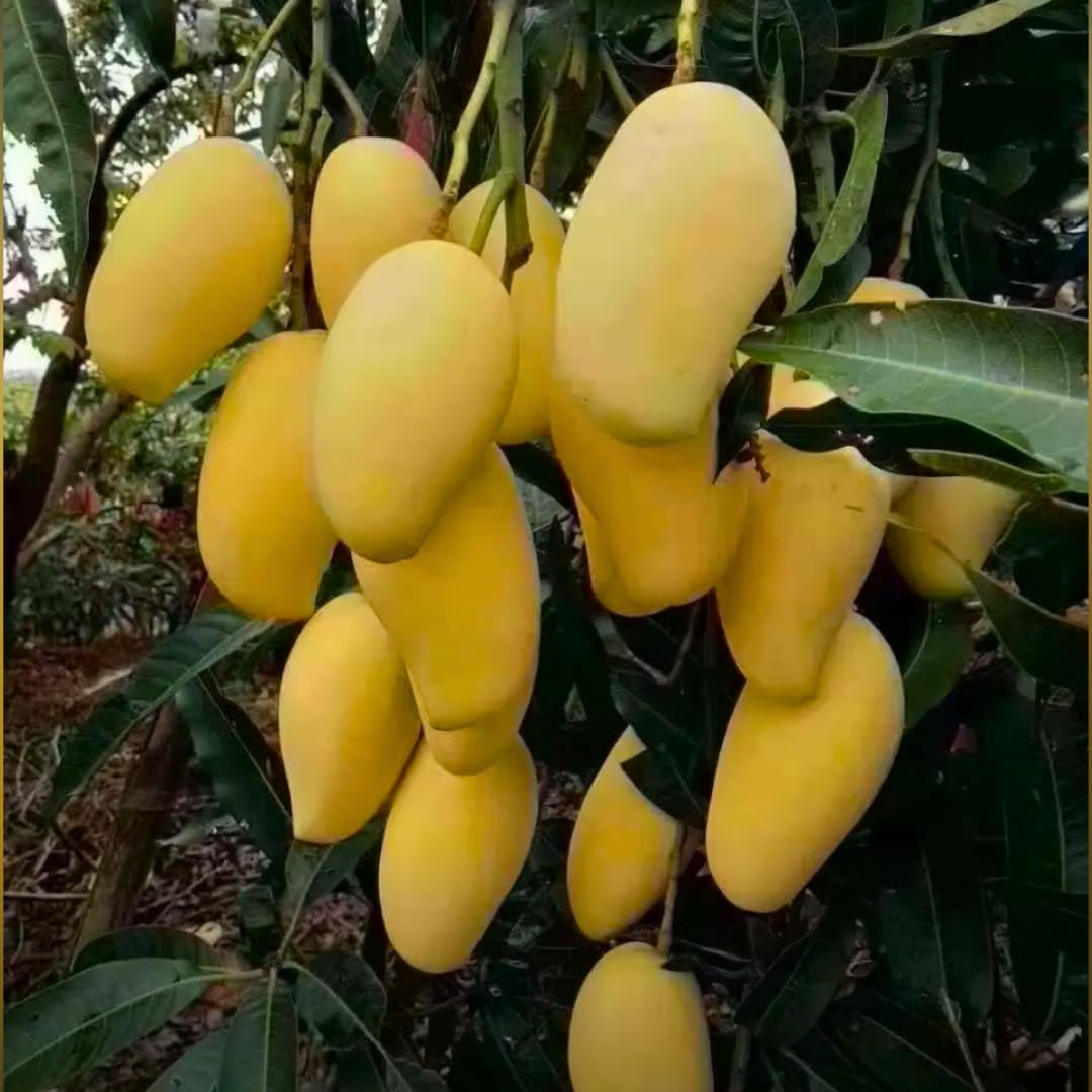 Amazon.com : NAM Doc Mai Mango Tree Live Plant Grafted, 14 to 18 Inches ...
