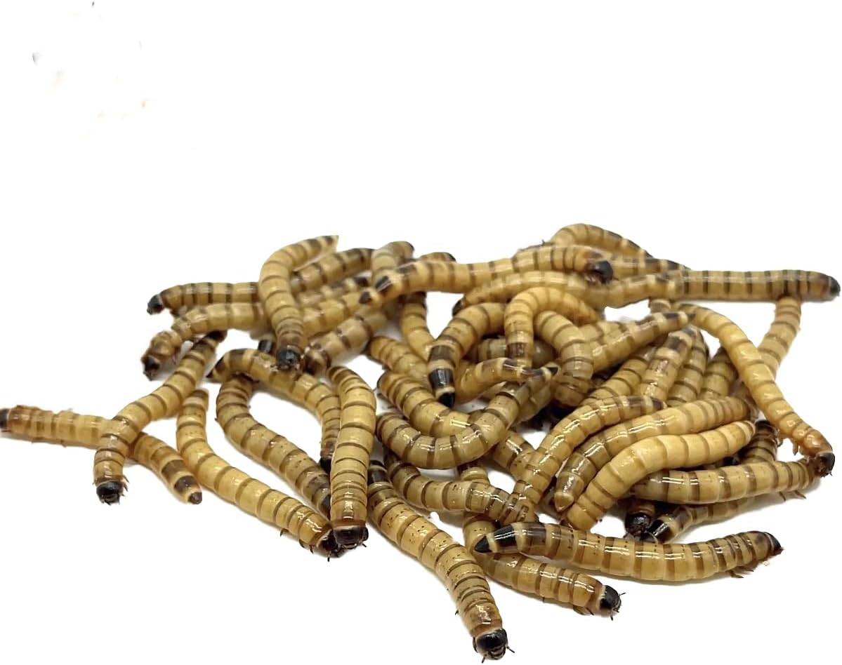 Amazon.com : SUPERWORM CO - Live Superworms - 250 Large 1.75"- 2 ...