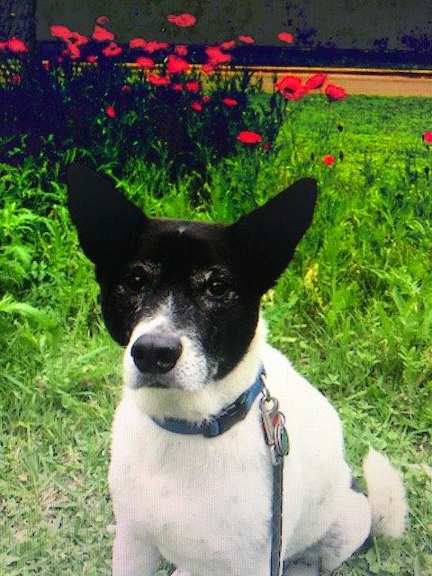 Amazon.com: One Good Dog: Wilson, Susan: Books