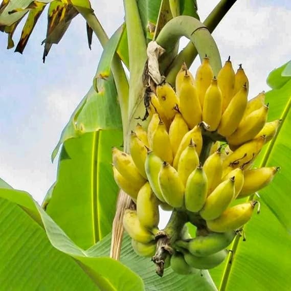 Amazon.com : Zaylee Garden 2 Dwarf Namwah Musa Live Starter Plants ...