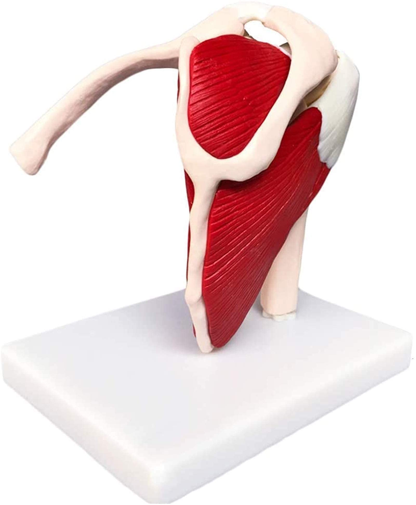 Buy IJNBHU Study Model Educational Model Human Joint Anatomical Model ...