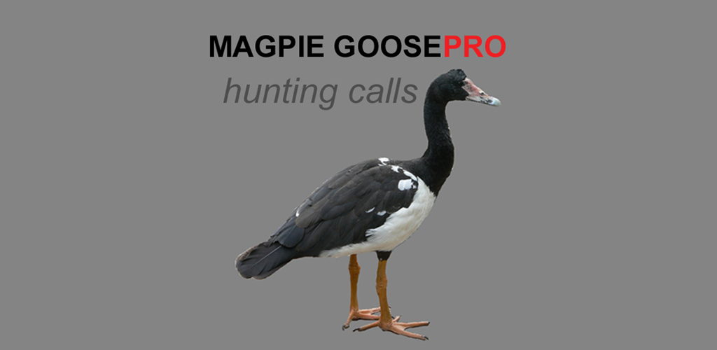 REAL Magpie Goose Calls - Hunting Calls for Magpie Geese - BLUETOOTH ...