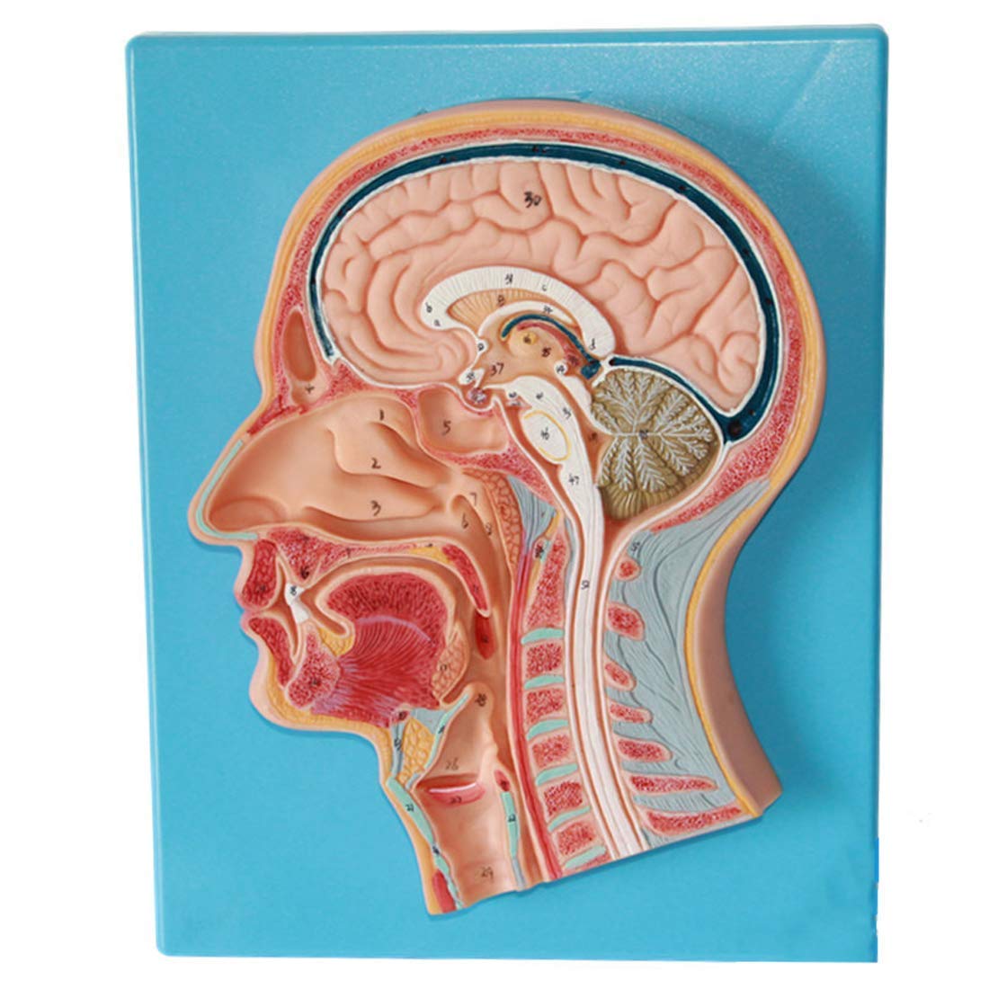 Buy XIEZI Human Anatomical Model Human Head Mid-Sagittal Section ...