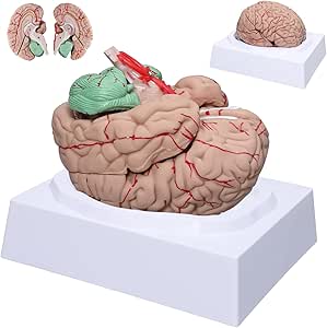 Human Brain Model 8-Part Neuroscience Brain Model with Arteries ...