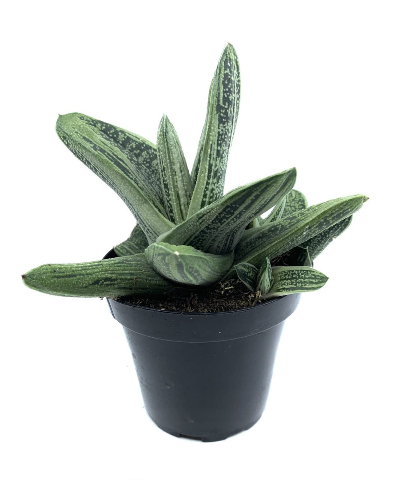 Amazon.com : 6" Live Plant Cactus Succulent-Aloe Blizzard Hydride ...